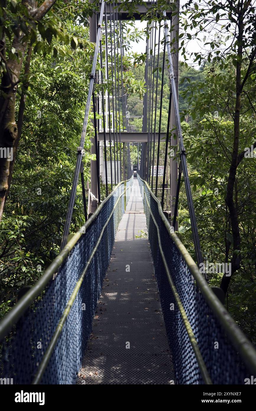 Canopy walk trough the rainforest Stock Photo - Alamy