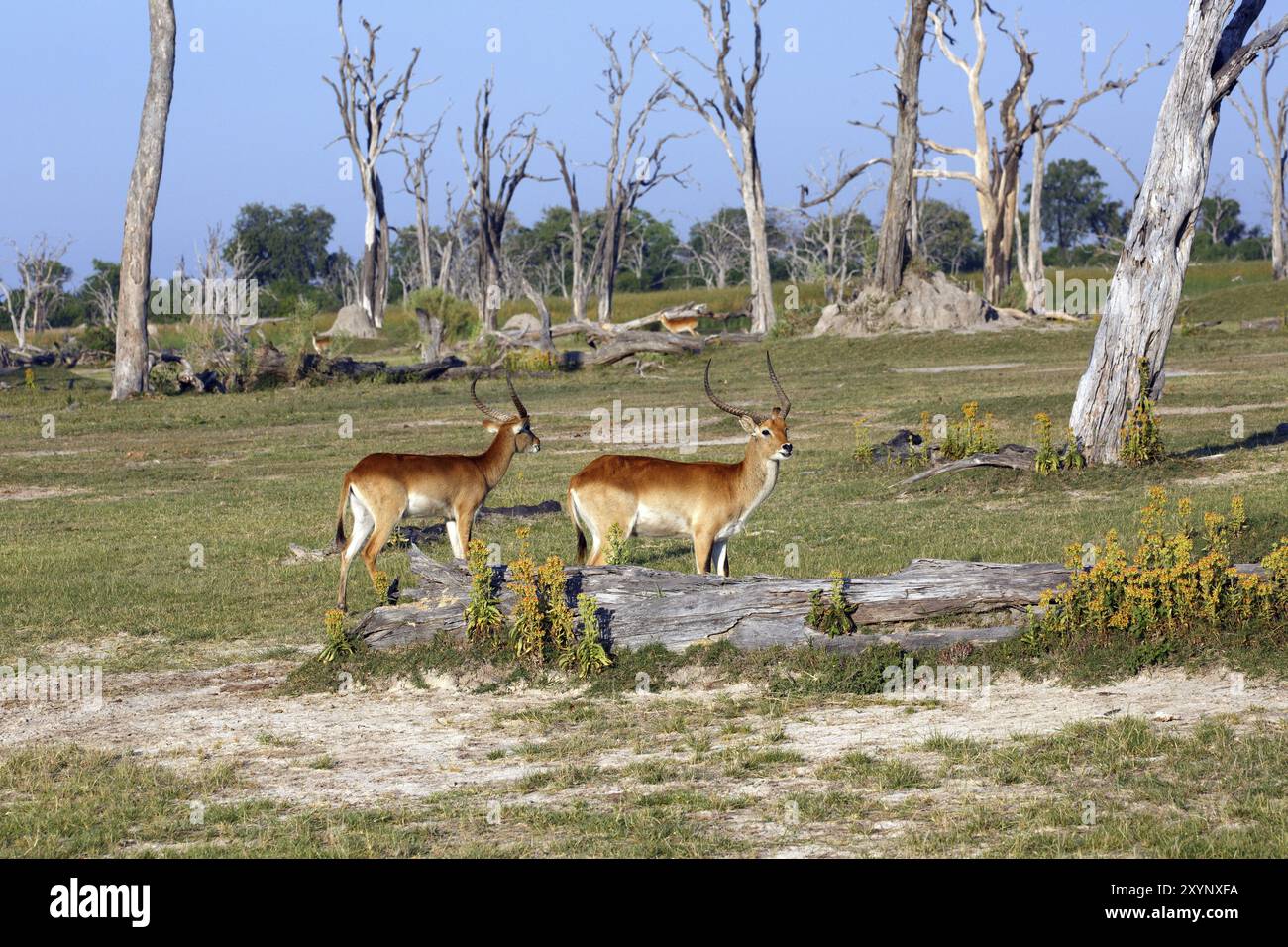 Lychee waterbucks hi-res stock photography and images - Alamy
