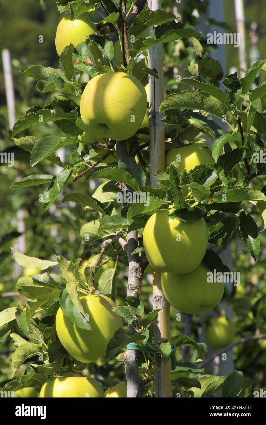 Apple on a tree, apple on a tree 140 Stock Photo - Alamy