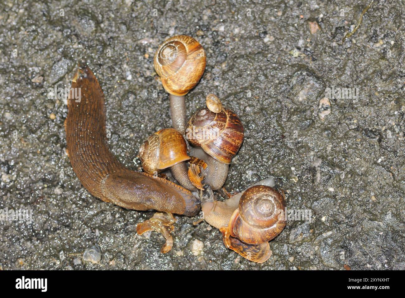 Filial cannibalism hi-res stock photography and images - Alamy