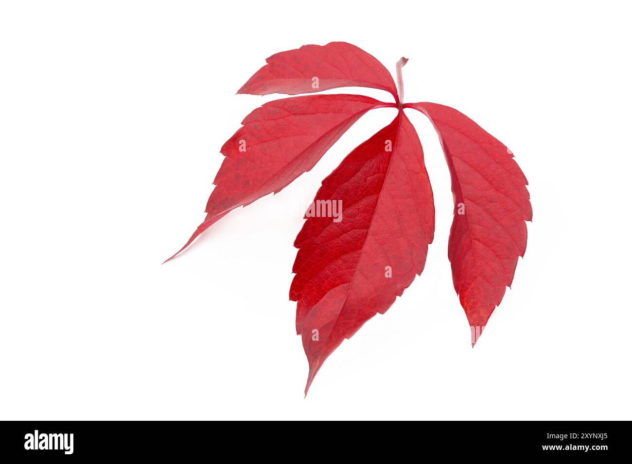 Red coloured leaf, wild wine, cropped Stock Photo - Alamy