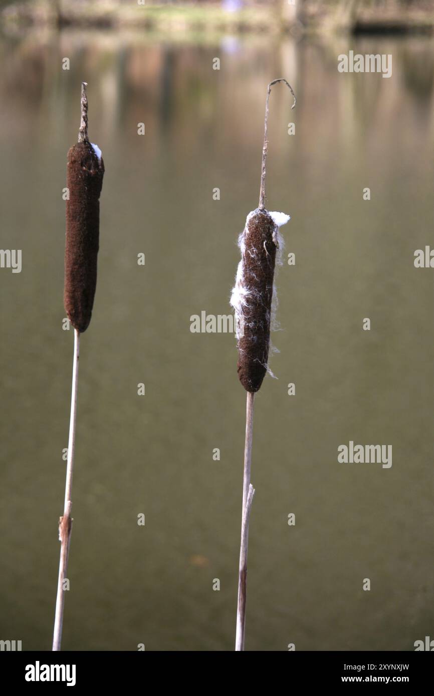 Open bulrush hi-res stock photography and images - Alamy