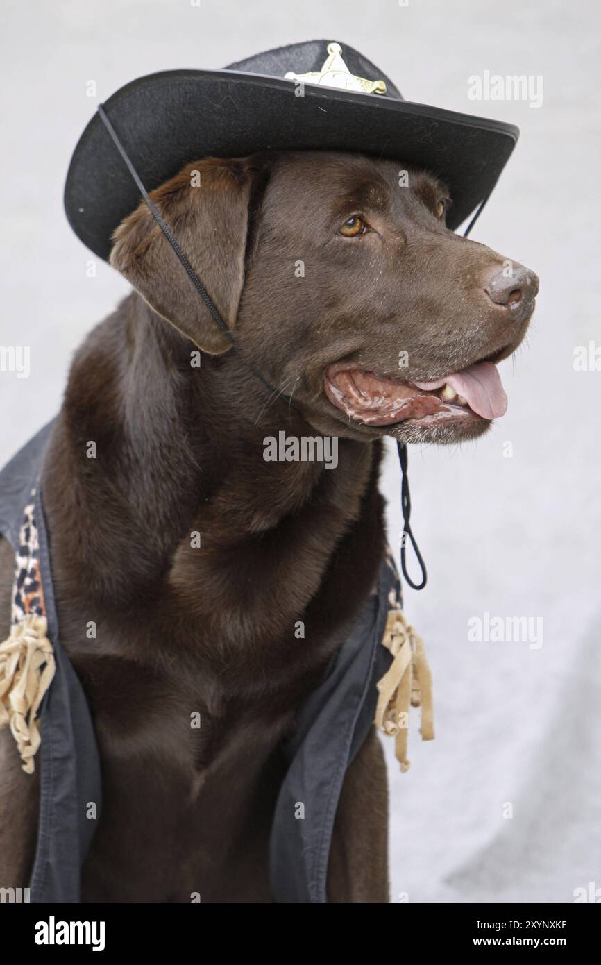 Labrador disguised as a sheriff Stock Photo - Alamy