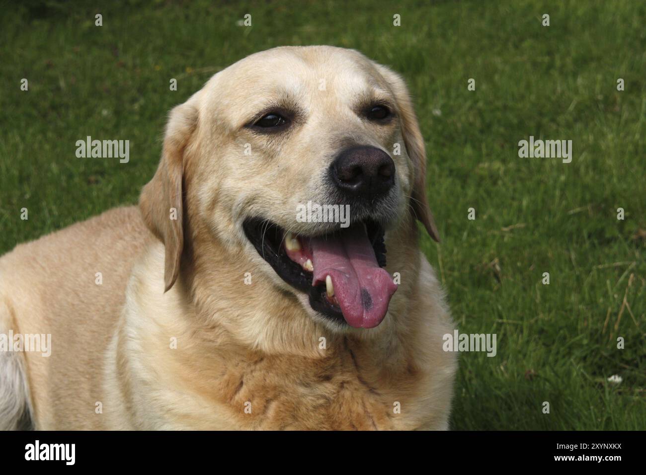 Cream coloured Labrador Retriever Stock Photo - Alamy