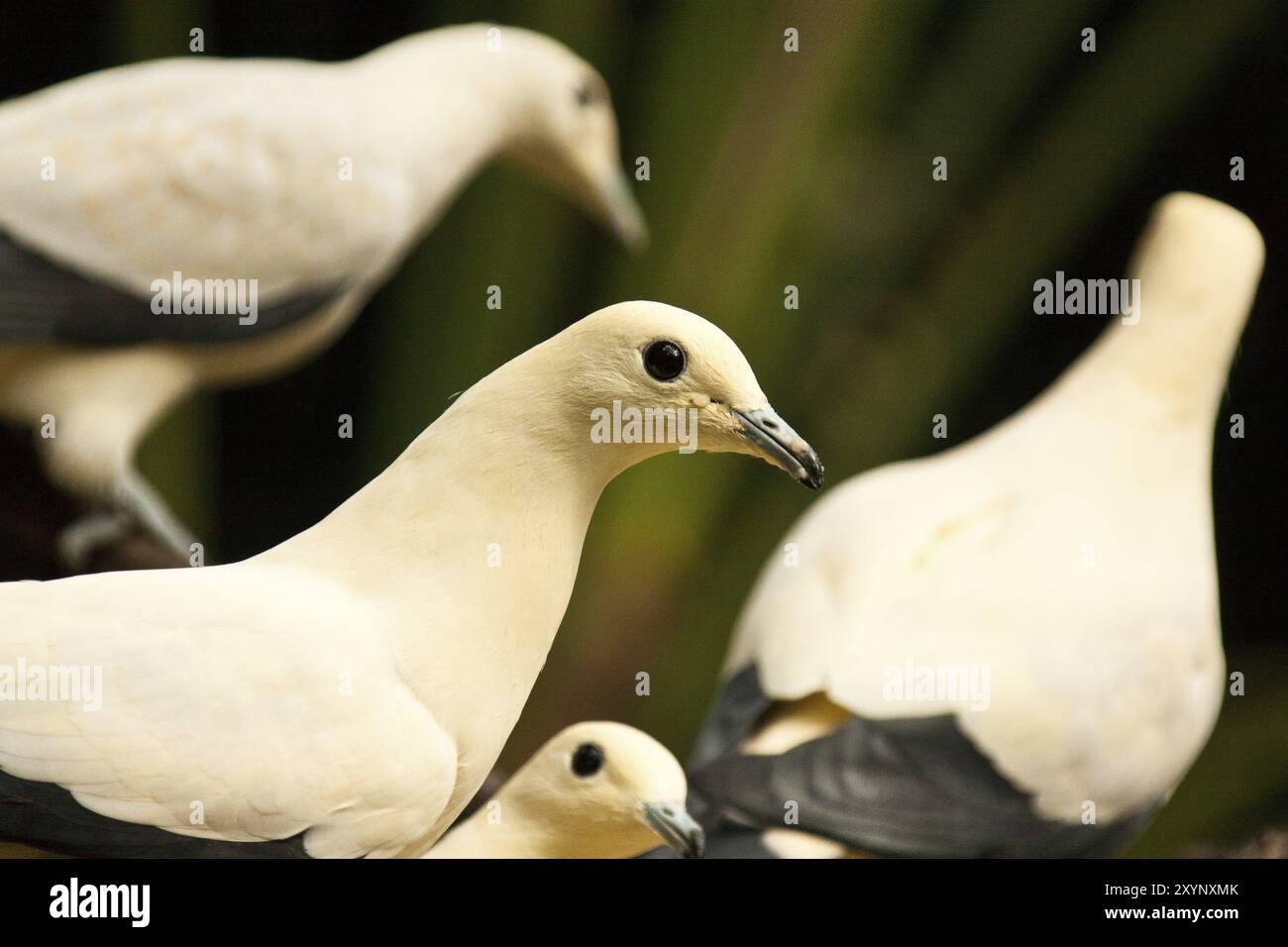 Two-coloured fruit dove Stock Photo - Alamy