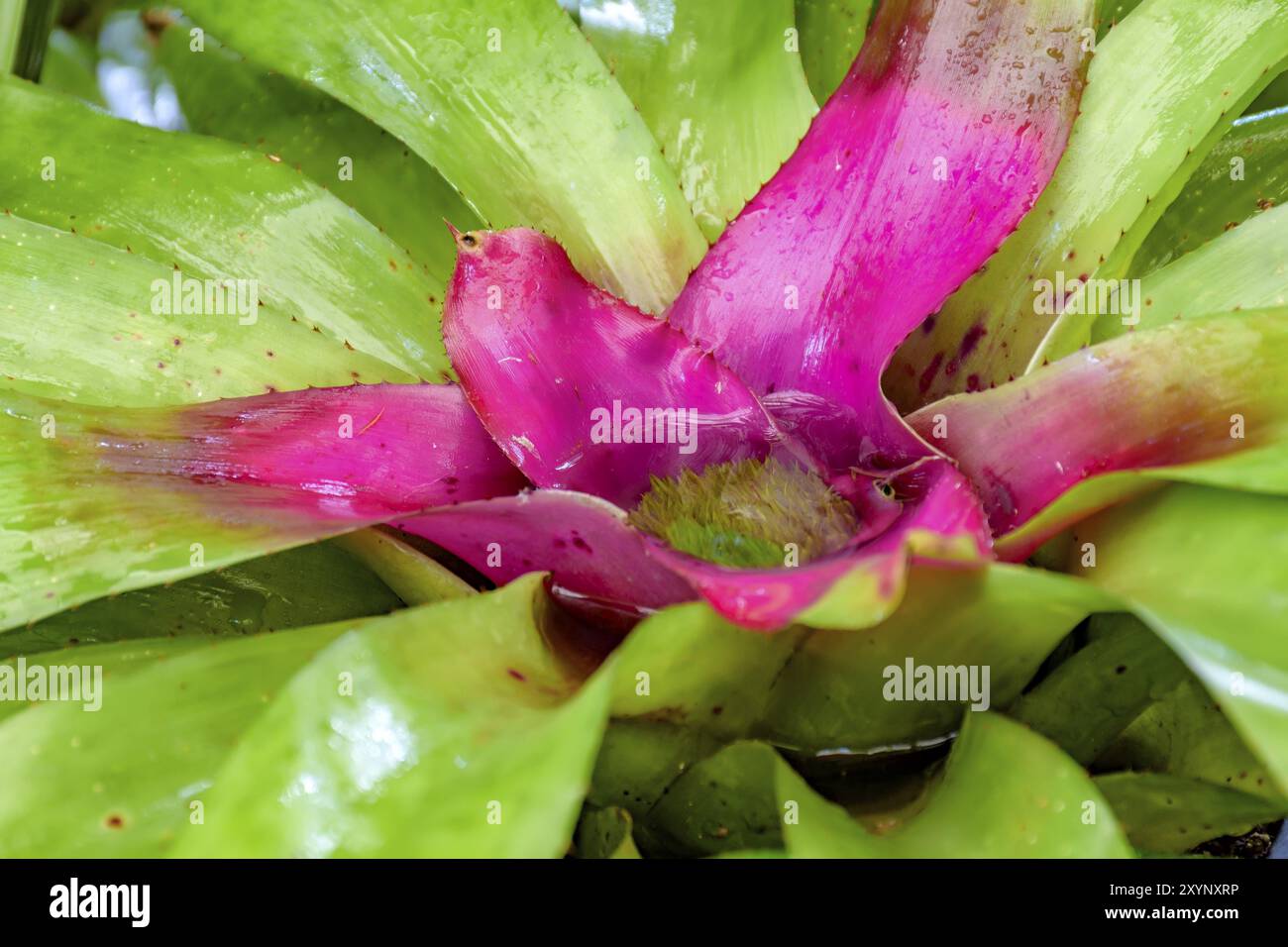 Bromeliad leaves detail native to the Brazilian Atlantic Forest Stock ...