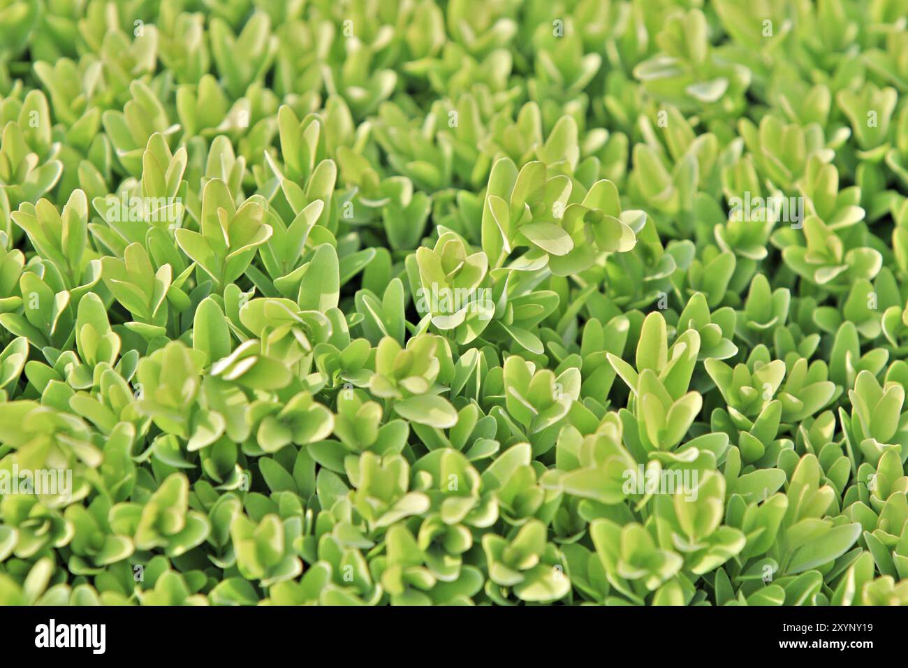 Boxwood leave hi-res stock photography and images - Alamy