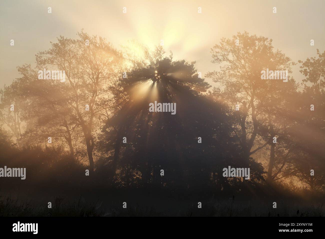Sun beams through hazy country hi-res stock photography and images - Alamy