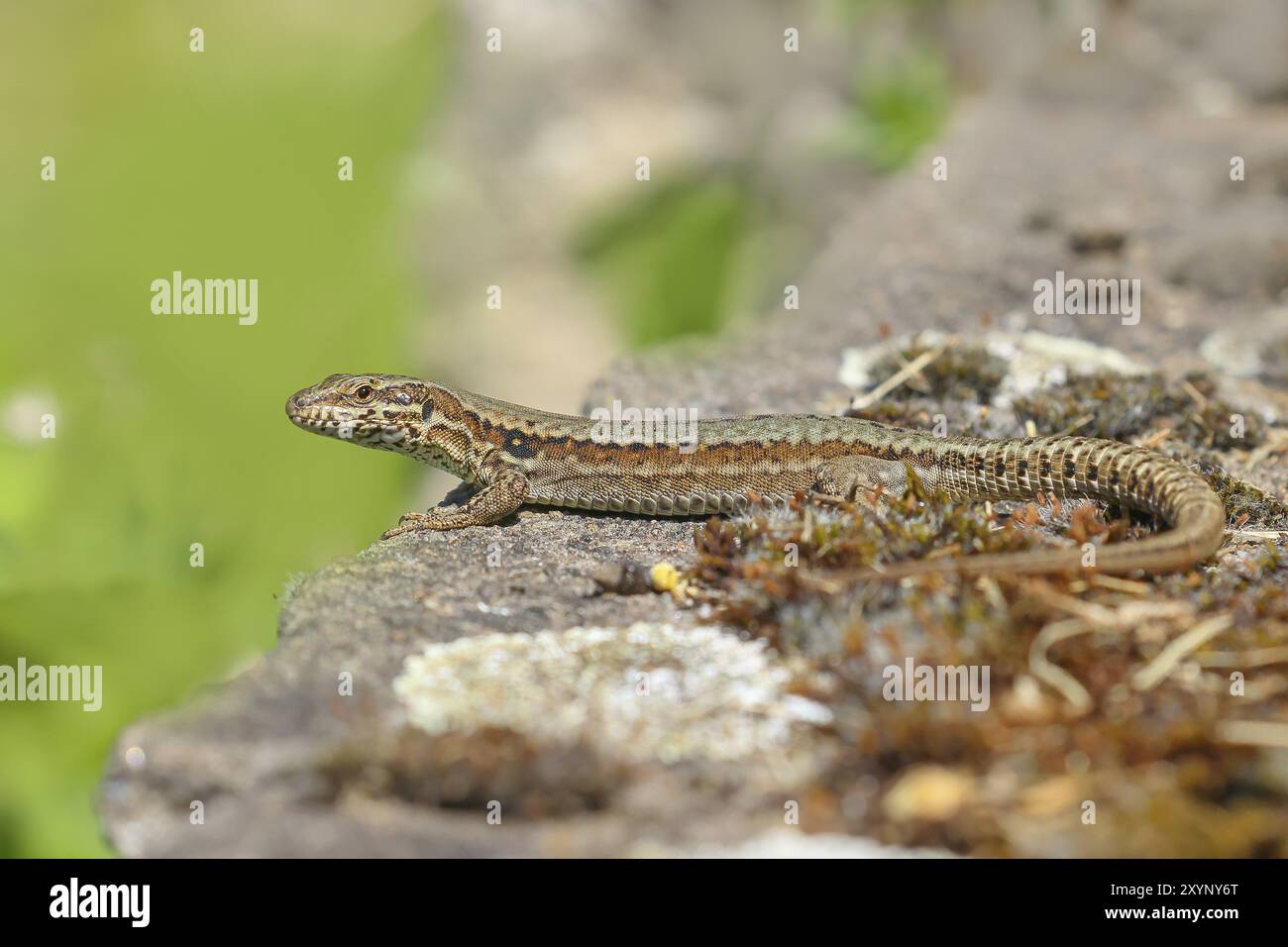 Common wall lizard (Podarcis muralis), European wall lizard, Male ...