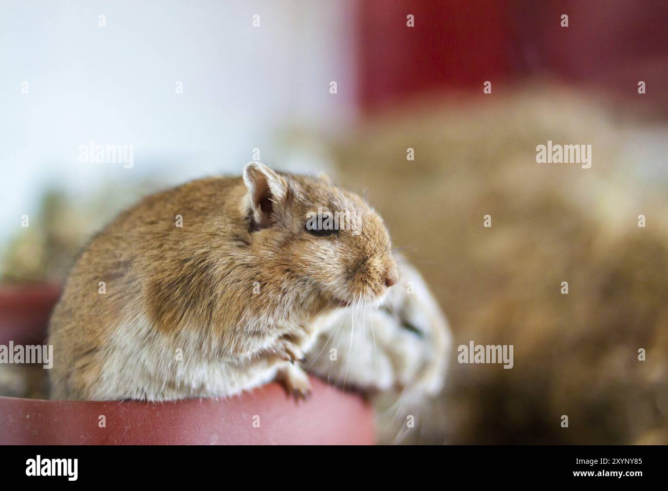 Gerbil desert rats hi-res stock photography and images - Alamy