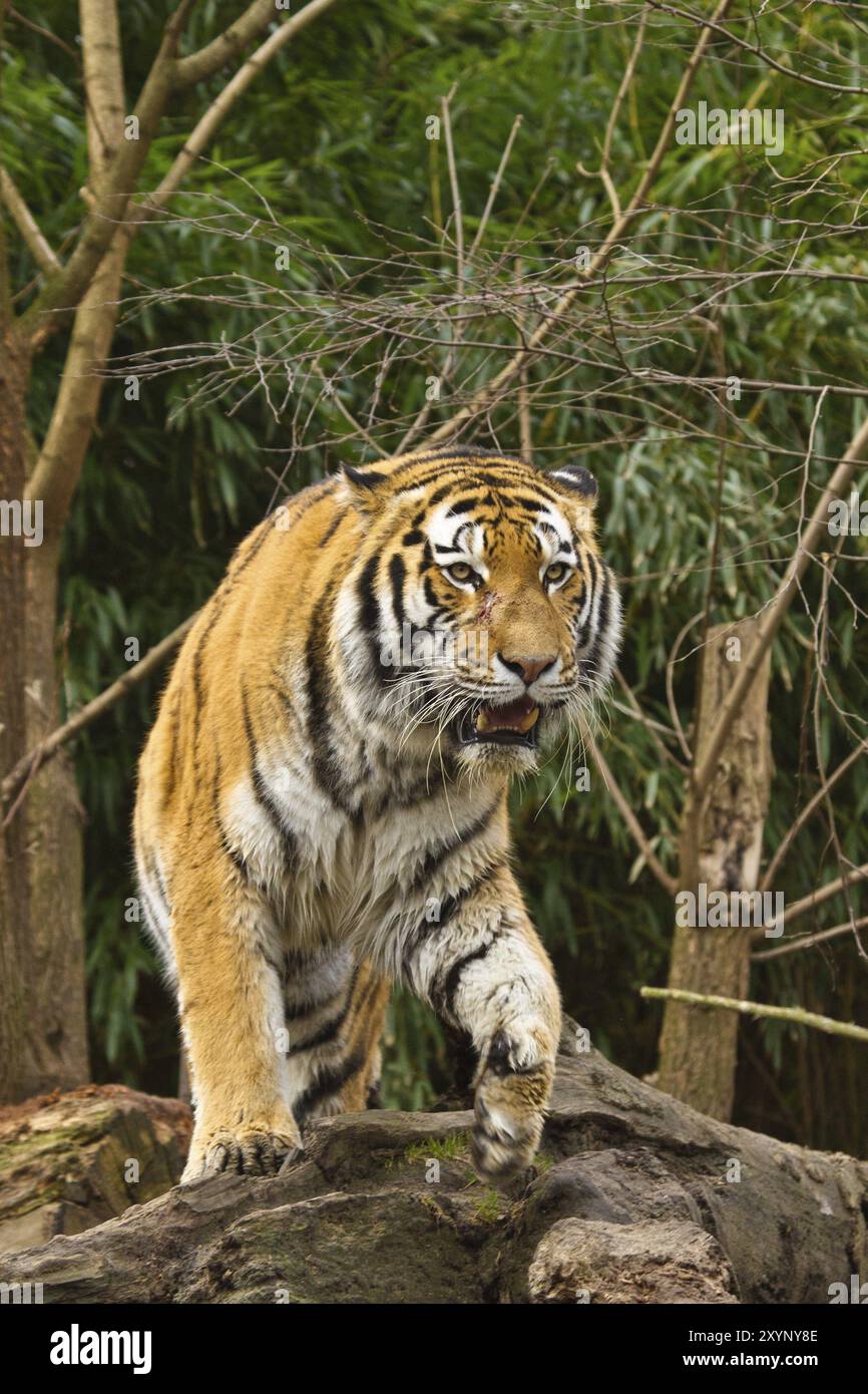 Siberian tiger (anthera tigris altaica Stock Photo - Alamy