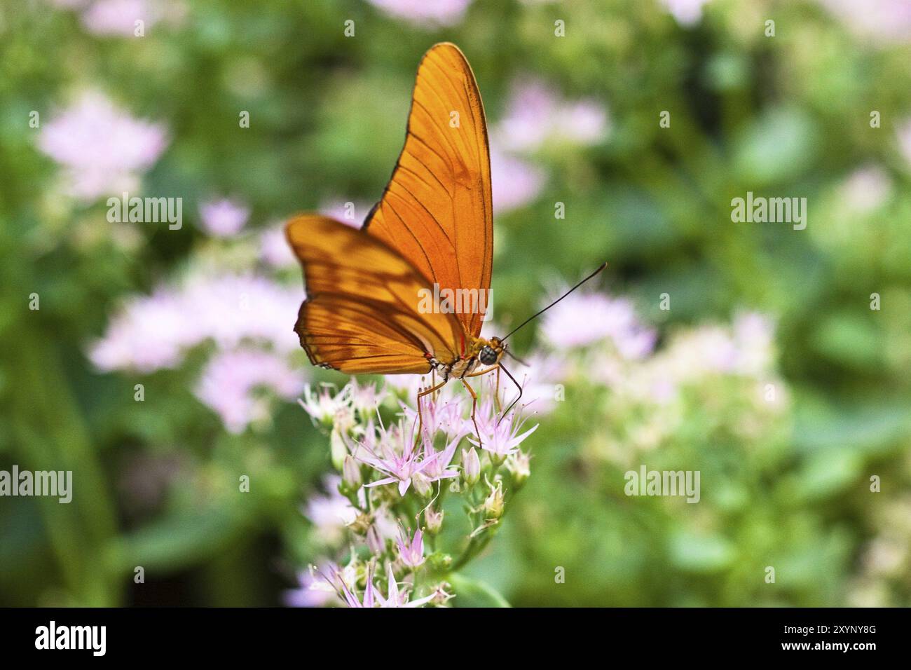 Julia butterfly (Dryas iulia Stock Photo - Alamy