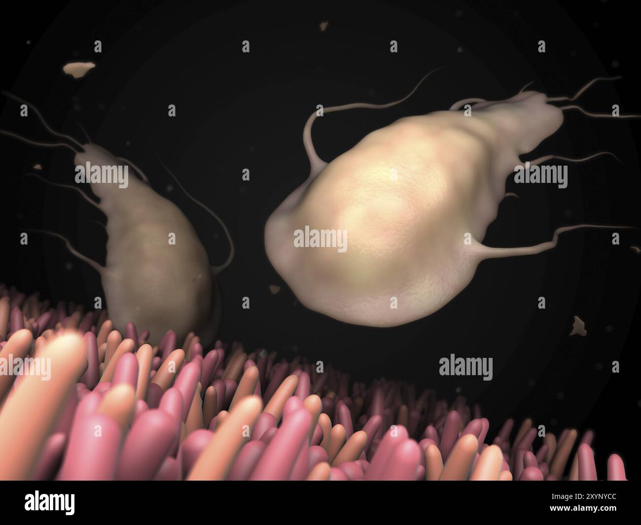 Human parasites hi-res stock photography and images - Alamy