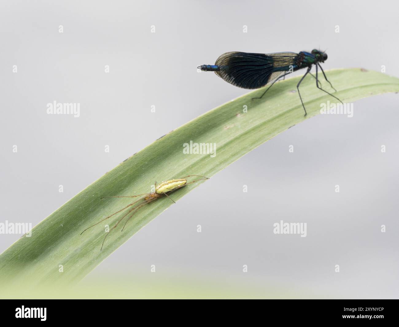 A Common Stretch-spider (Tetragnatha extensa) and a Banded demoiselle ...