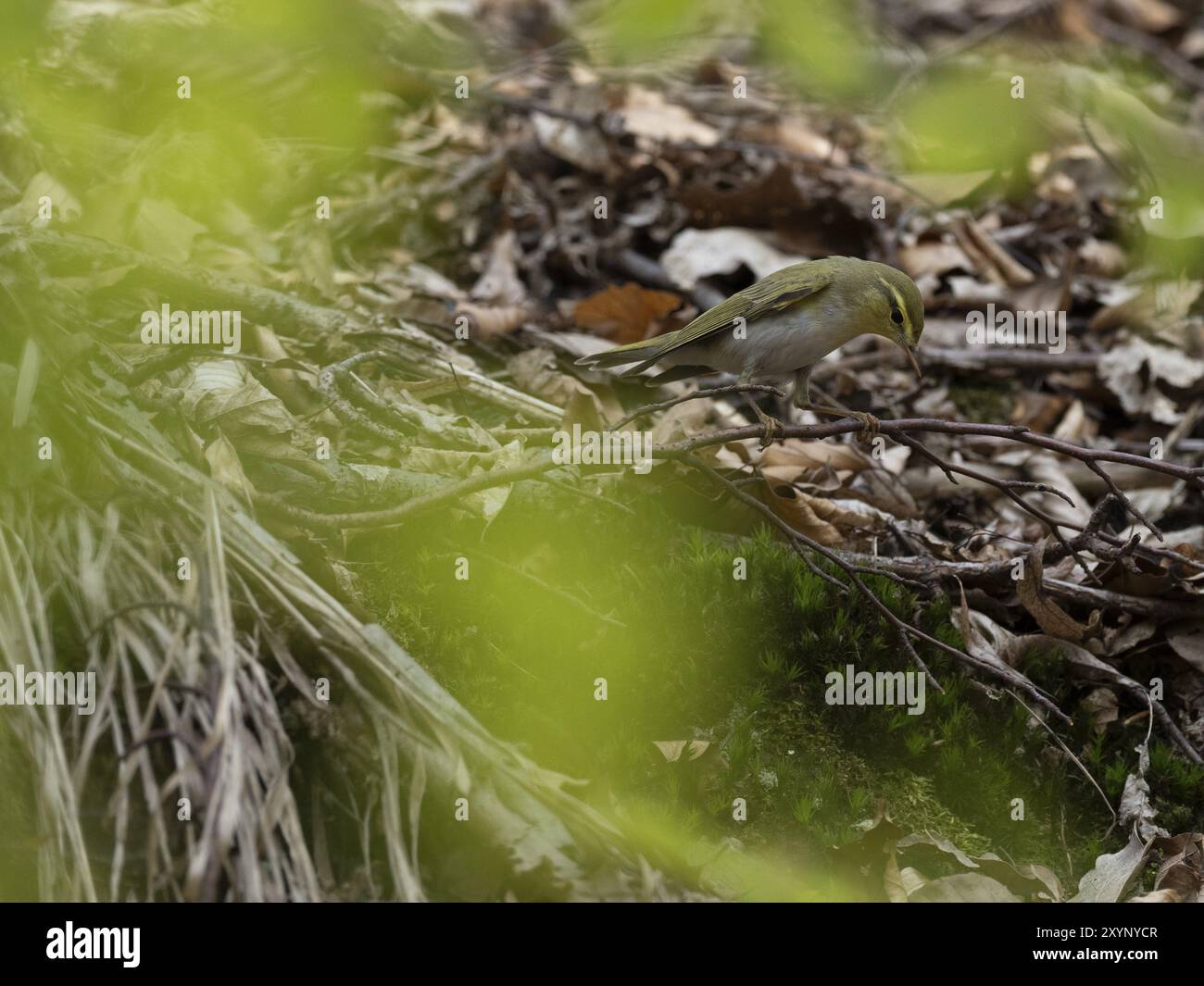 Searching for nest materials hi-res stock photography and images - Alamy