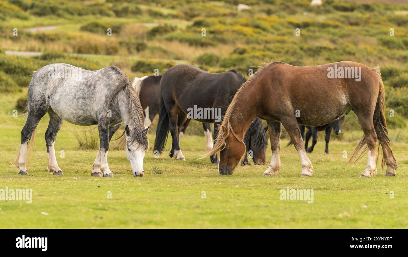 Wild horses near Hay Bluff and Twmpa in the Black Mountains, Wales, UK ...