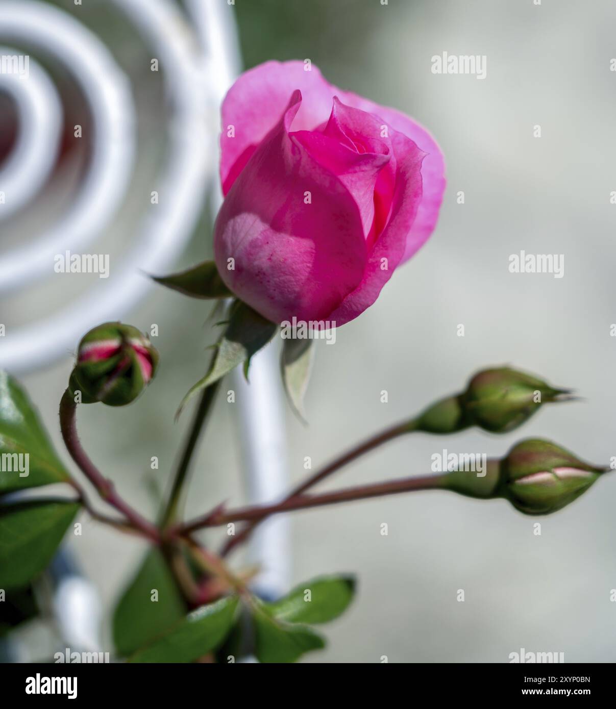 Pink Rose flowering in Romania Stock Photo - Alamy