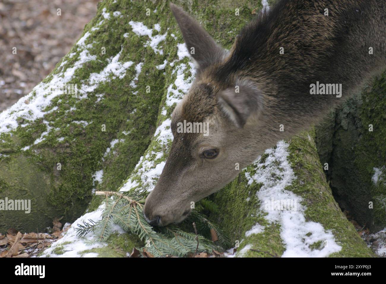 Grazing stag hi-res stock photography and images - Alamy