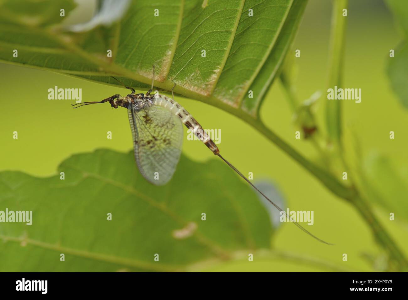 Green drake mayfly (ephemera danica) hi-res stock photography and ...