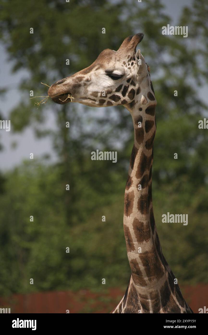 Beautiful long neck Stock Photo - Alamy