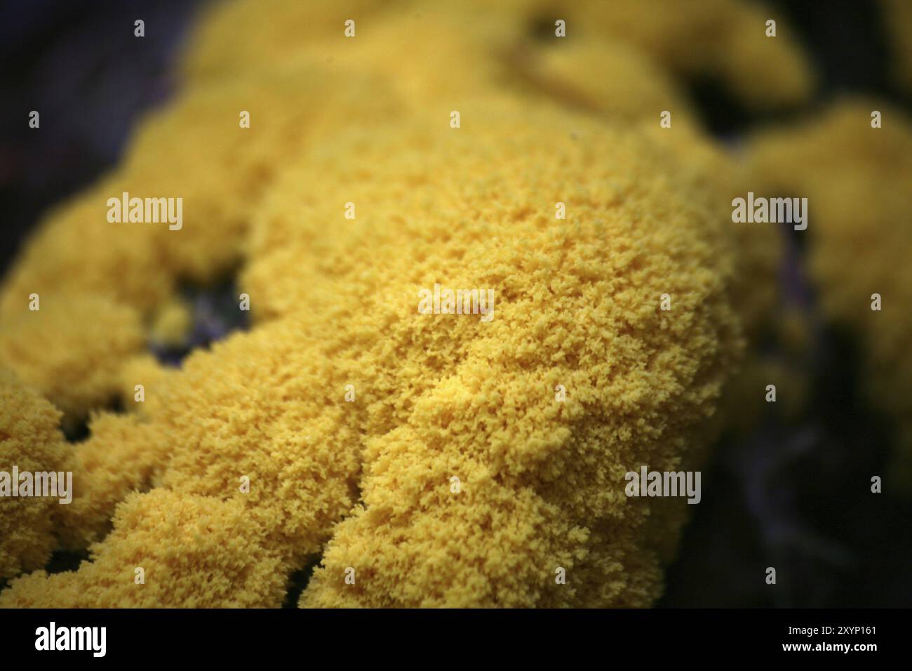A fascinating slime mould Stock Photo - Alamy
