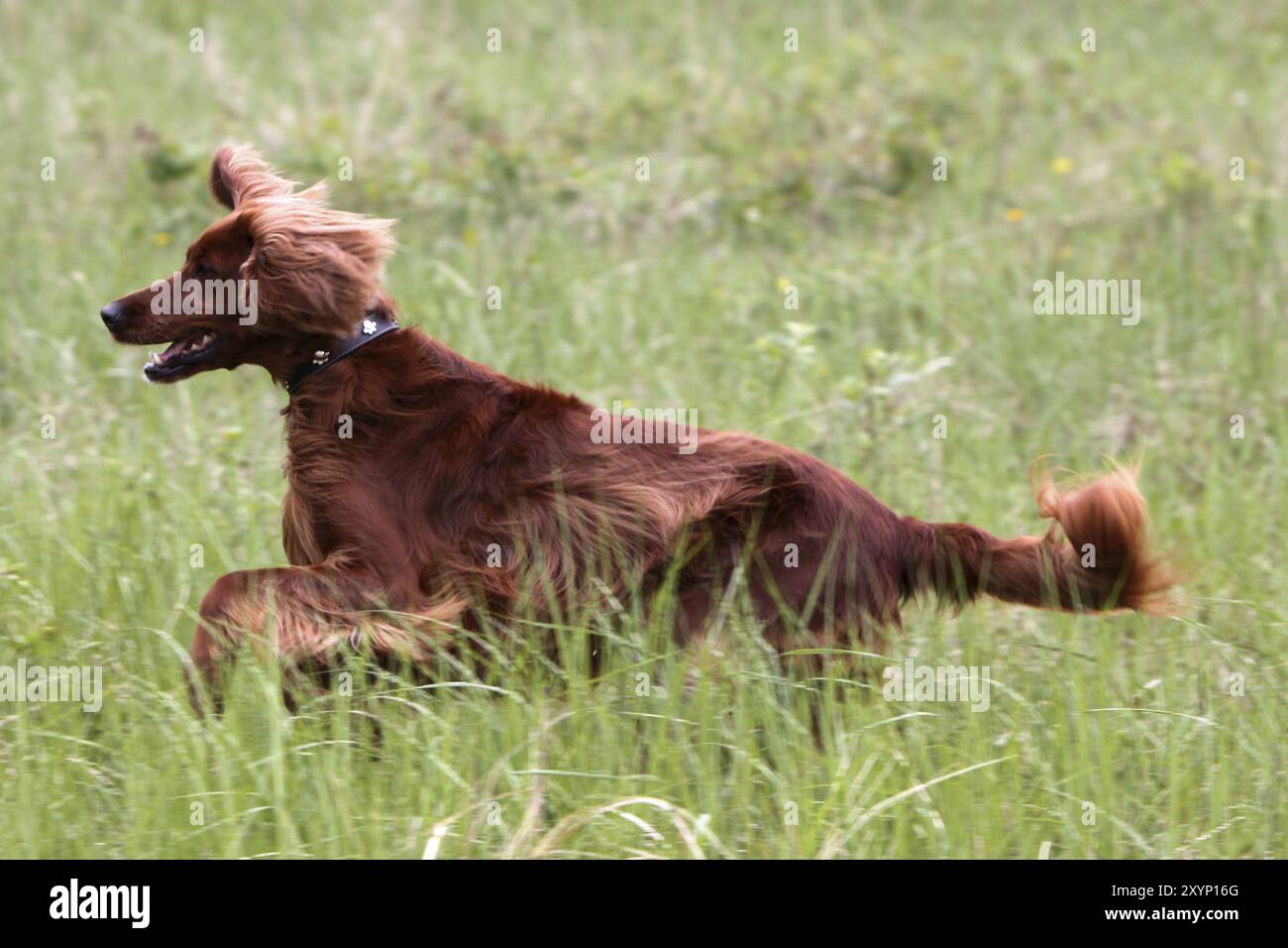 Irish Red Setter Stock Photo - Alamy