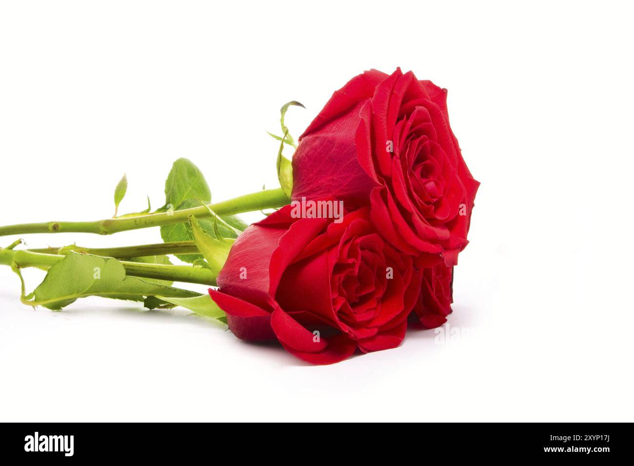Red rose on plate Cut Out Stock Images & Pictures - Alamy