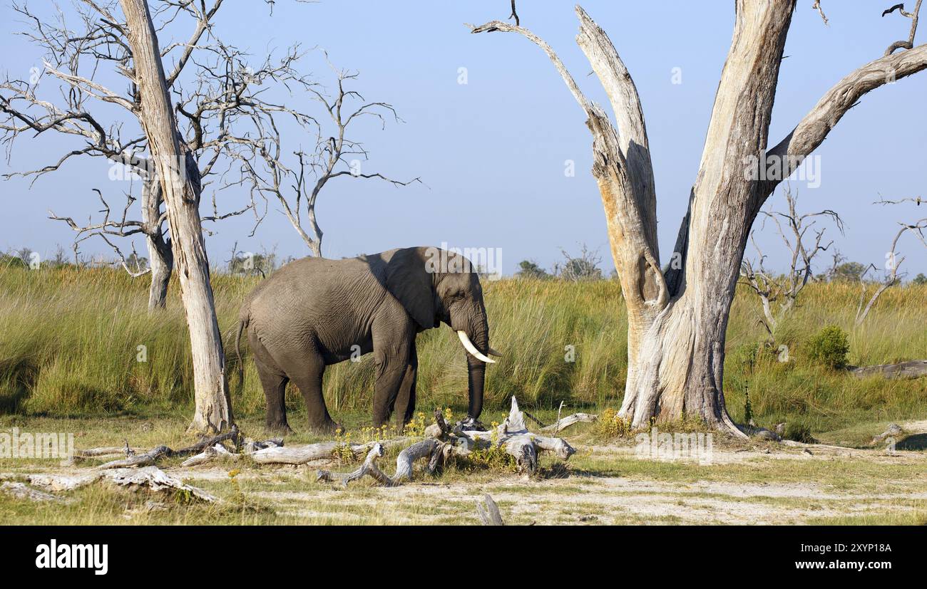 Bull elephant on dead tree island in the Moremi Game Reserve Stock ...