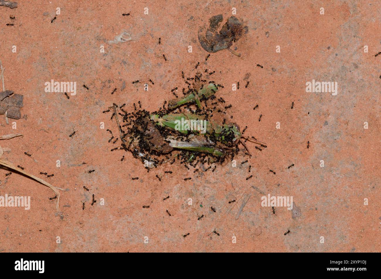 Little Black Ants, Monomorium minimum, swarming dead grasshoppers Stock ...