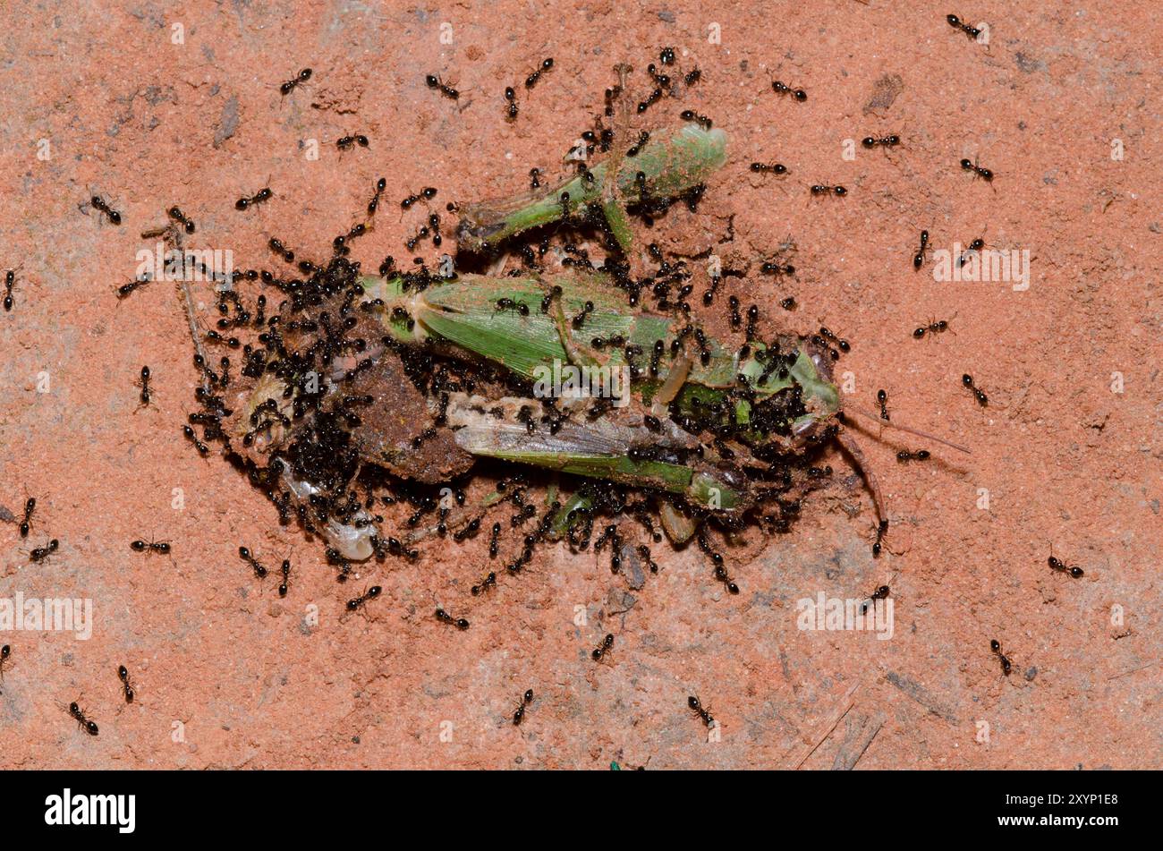 Little Black Ants, Monomorium minimum, swarming dead grasshoppers Stock ...