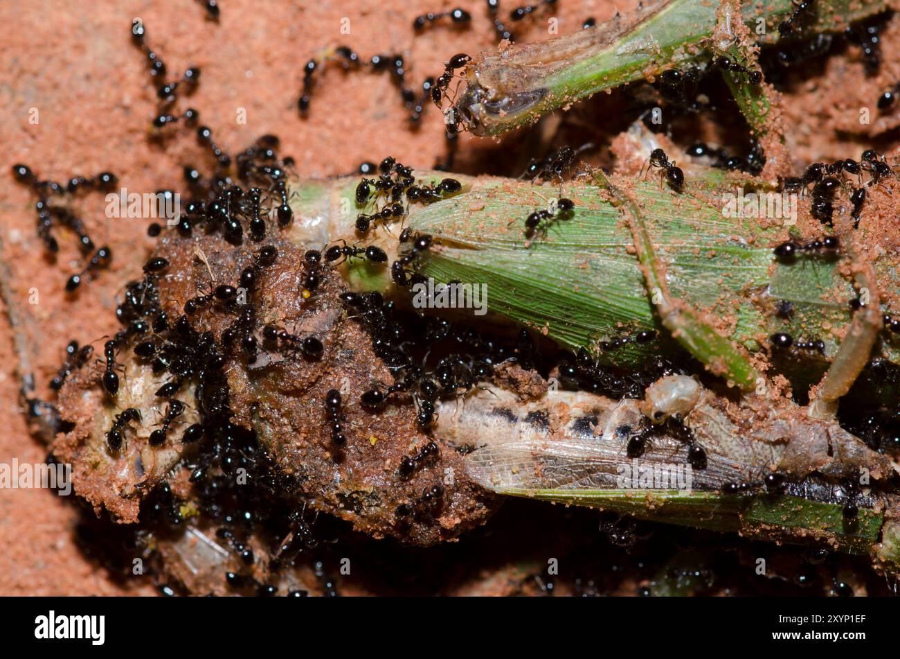 Little Black Ants, Monomorium minimum, swarming dead grasshoppers Stock ...