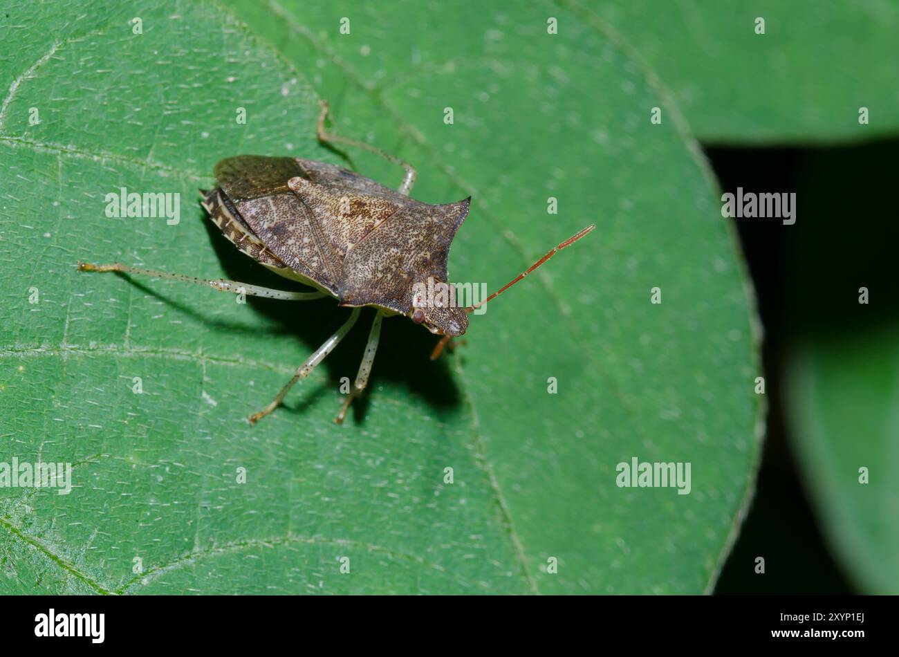 Stink bug pentatomidae sp hi-res stock photography and images - Alamy
