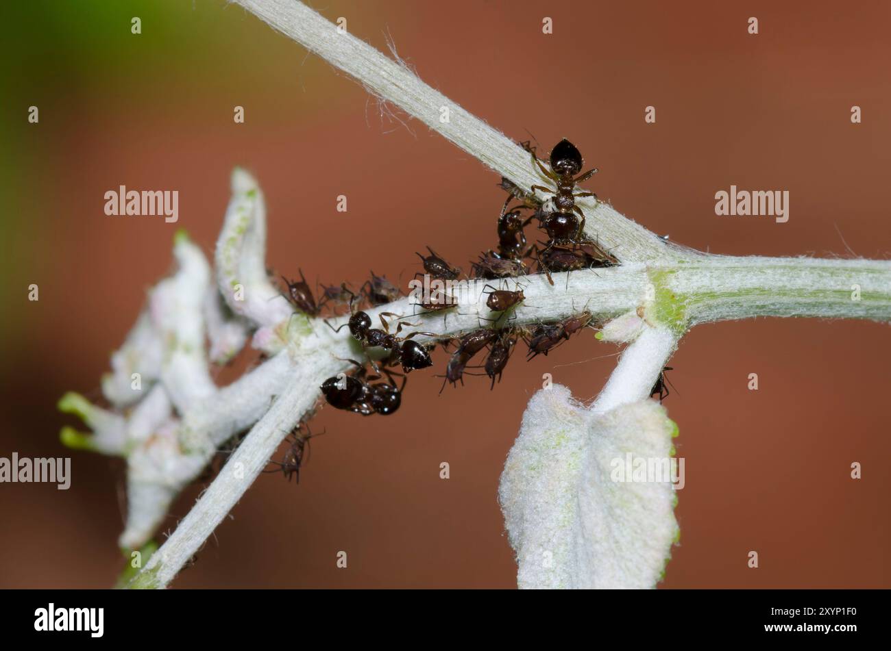 Acrobat Ants, Crematogaster sp., tending Grapevine Aphids, Aphis ...