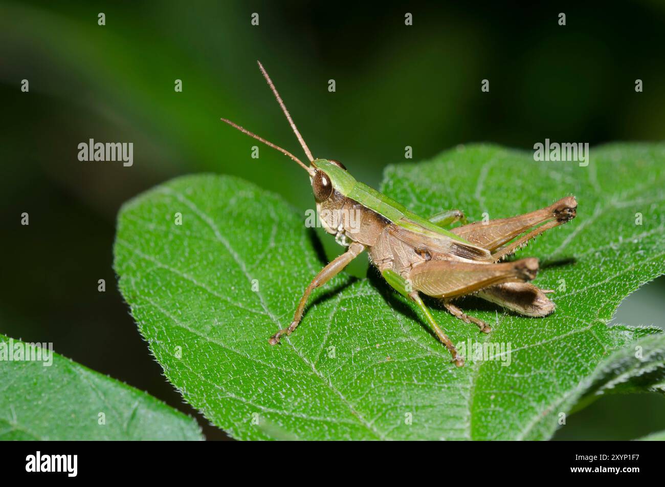 Short-winged Green Grasshopper, Dichromorpha viridis, male Stock Photo ...