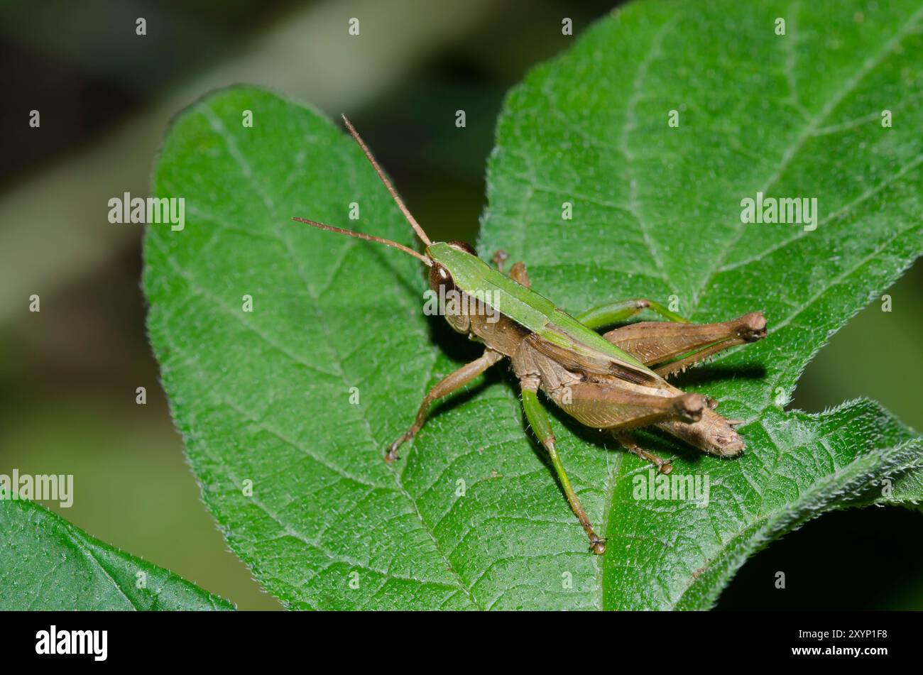 Short-winged Green Grasshopper, Dichromorpha viridis, male Stock Photo ...