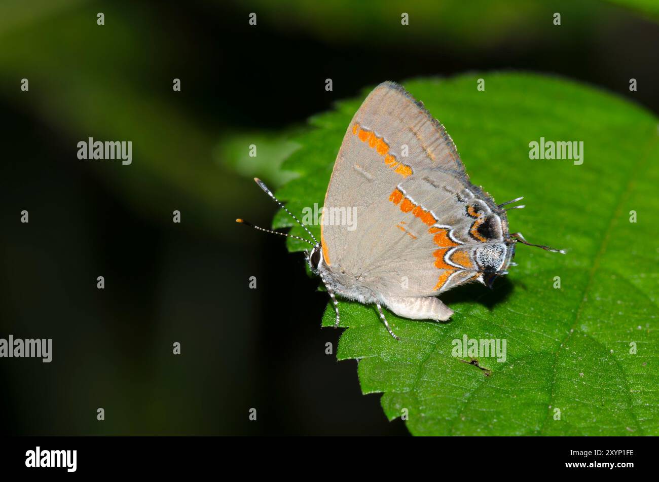 Cecrops hi-res stock photography and images - Alamy