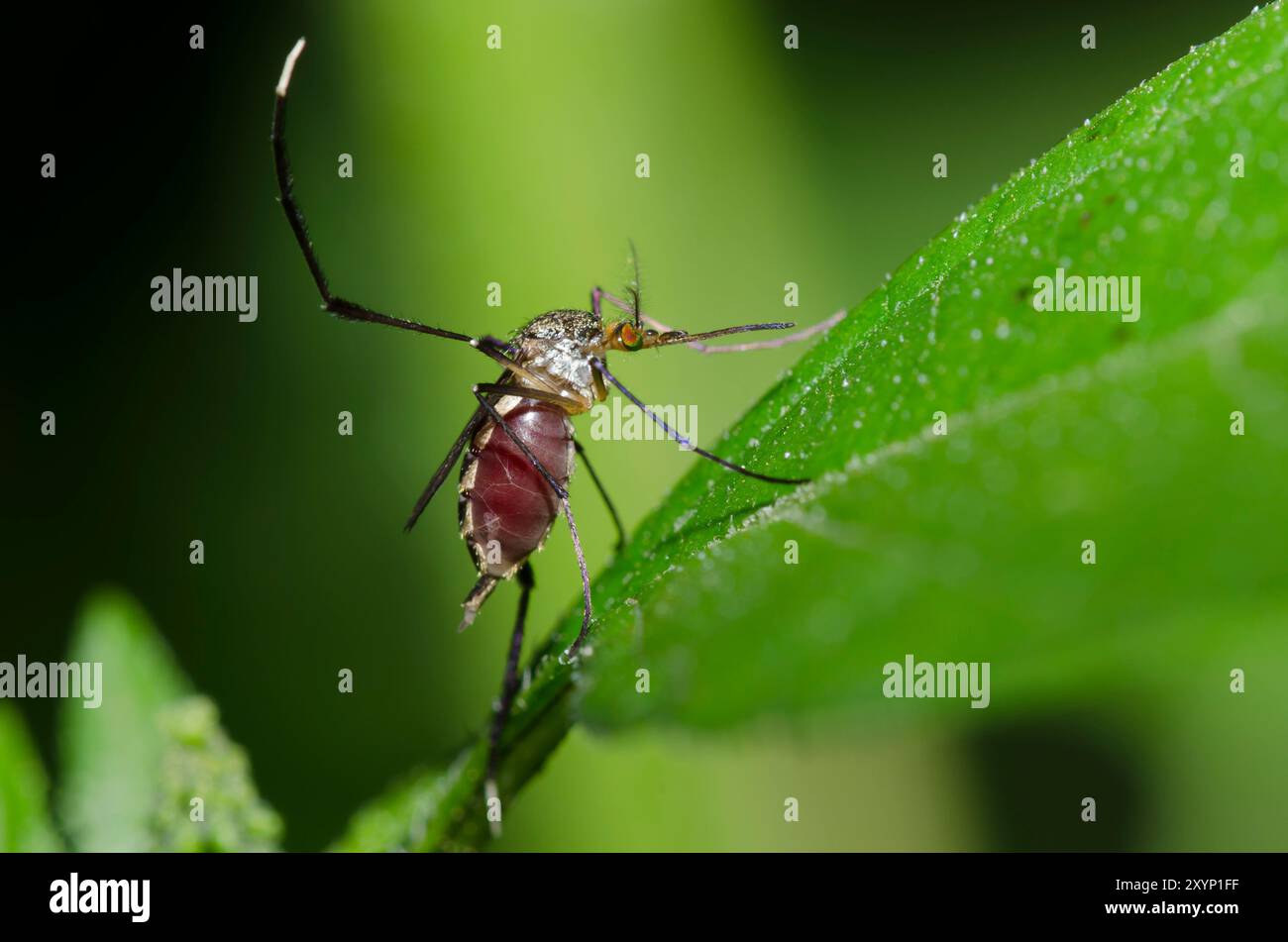 Mosquito, Psorophora ferox, female engorged with blood Stock Photo - Alamy