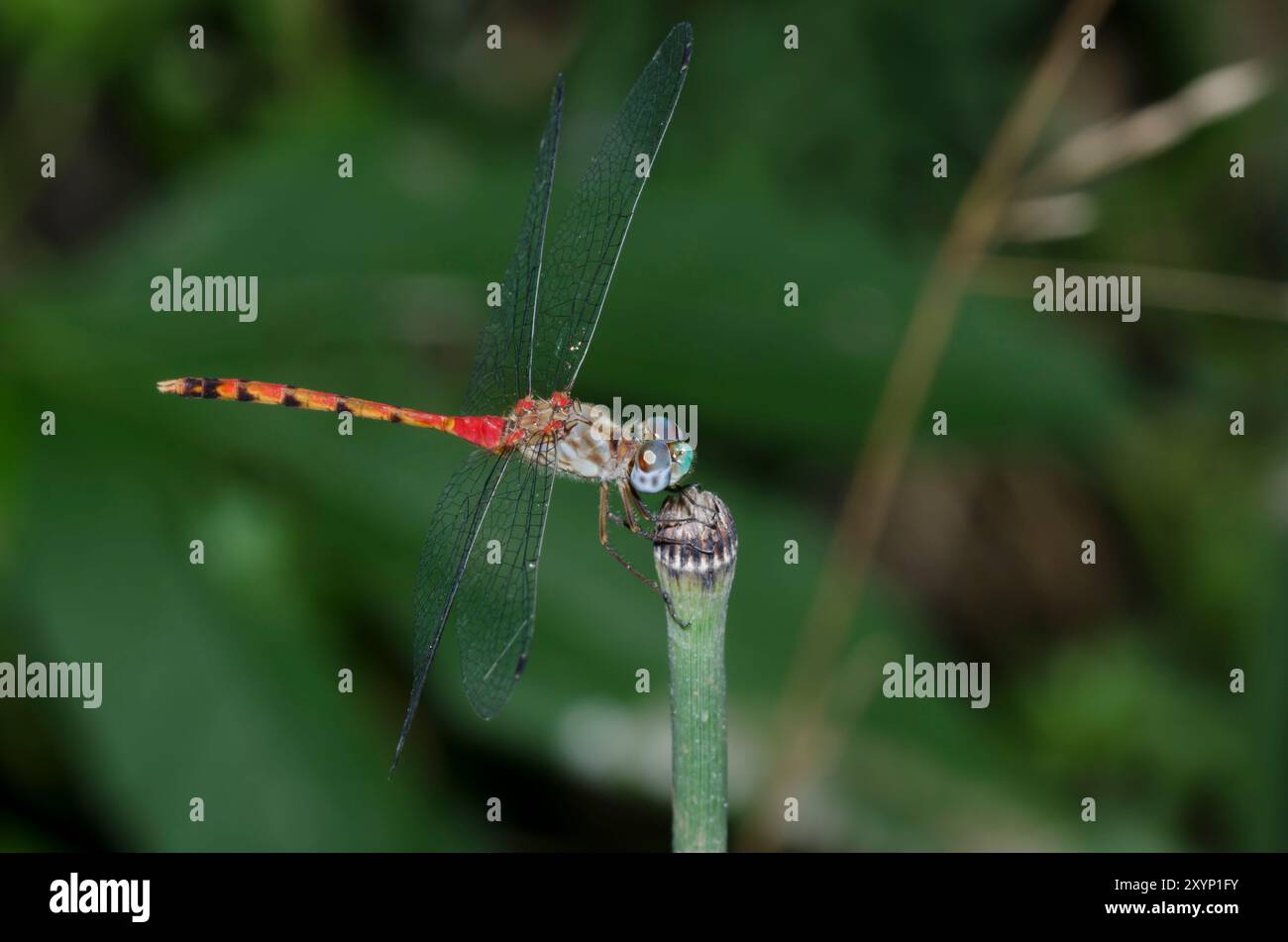 Blue-faced Meadowhawk, Sympetrum ambiguum, male Stock Photo - Alamy