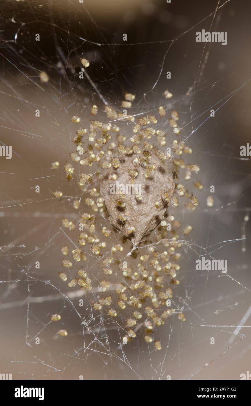 Young common house spiders hi-res stock photography and images - Alamy