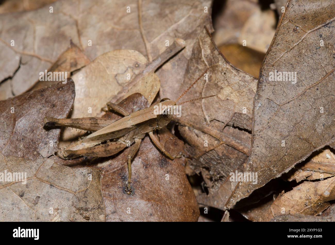 Short-winged Green Grasshopper, Dichromorpha viridis, male Stock Photo ...