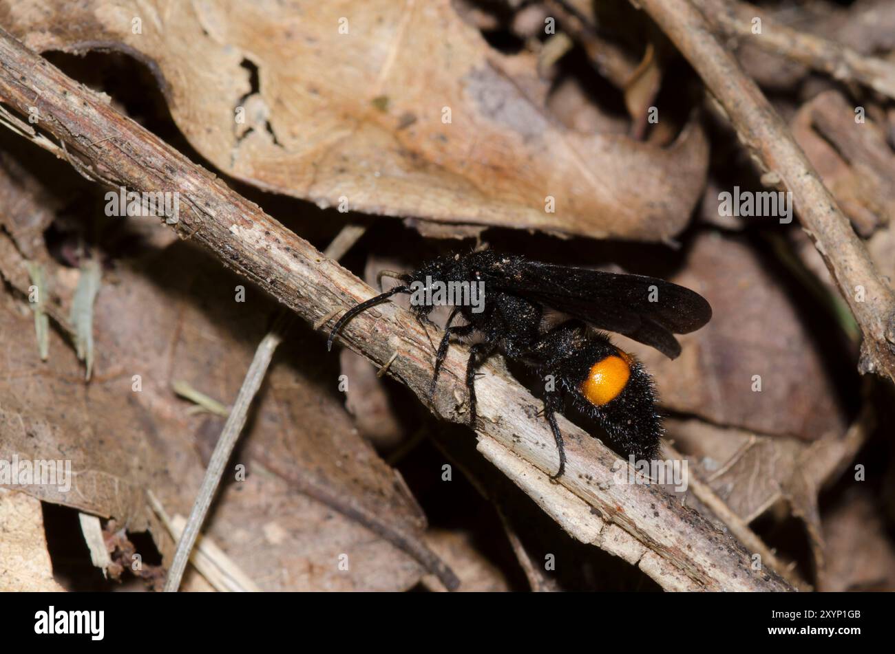 Velvet Ant, Family Mutillidae, male Stock Photo - Alamy