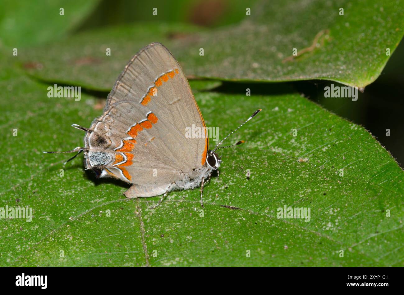 Cecrops hi-res stock photography and images - Alamy
