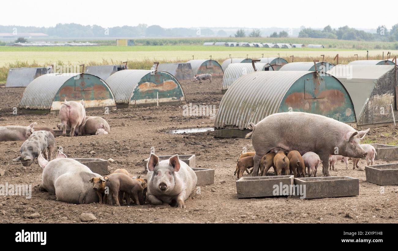 Pigs outdoors. Pigs outdoor Stock Photo - Alamy