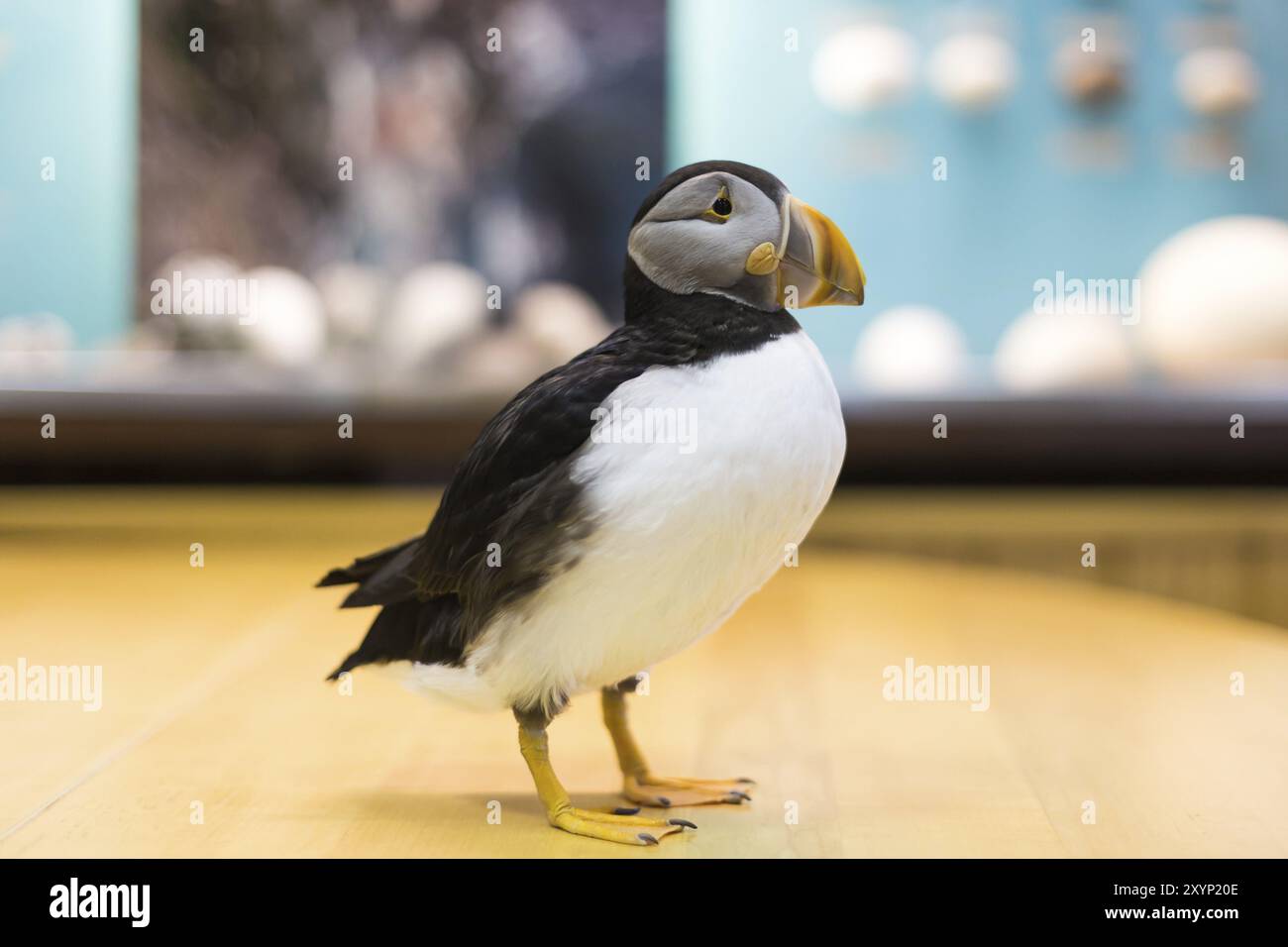 Puffins at the Natural History Museum in Heimaey, Iceland, Europe Stock ...