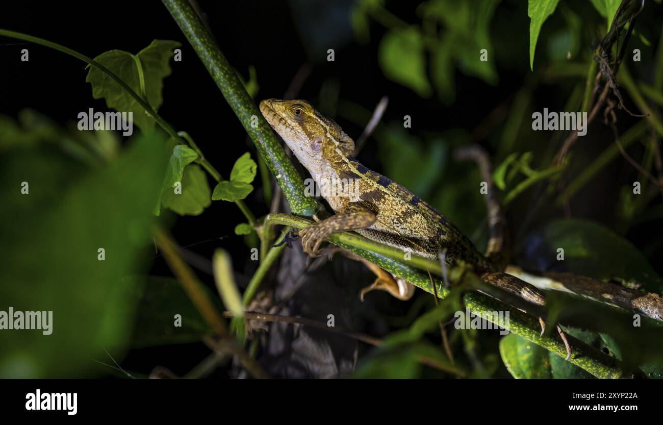 Common basilisk (Basiliscus basiliscus) juvenile, animal portrait, at ...