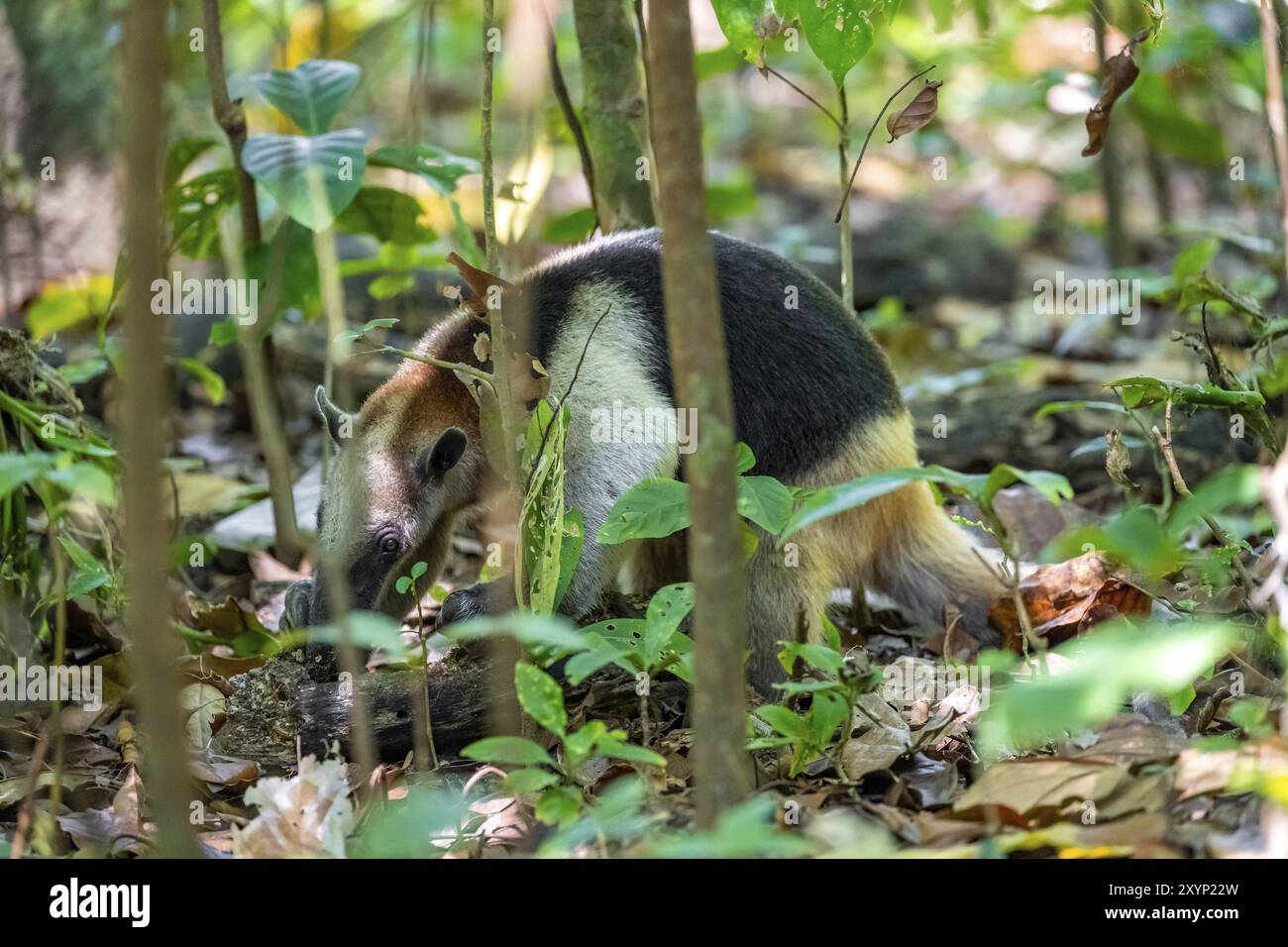 Northern tamandua (Tamandua mexicana), adult, foraging in the ...