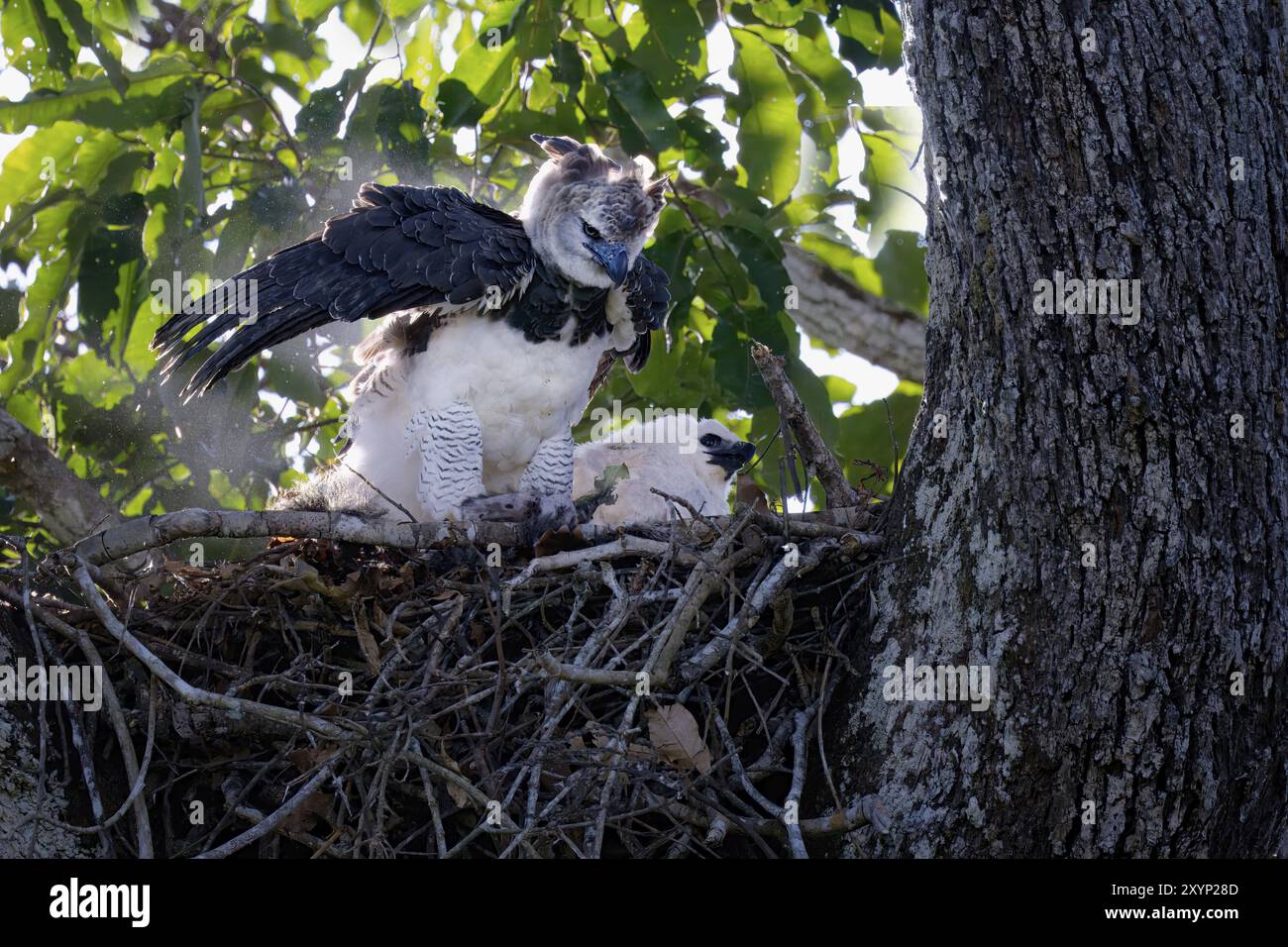 Female Harpy eagle, Harpia harpyja, with a pray in the nest with her ...