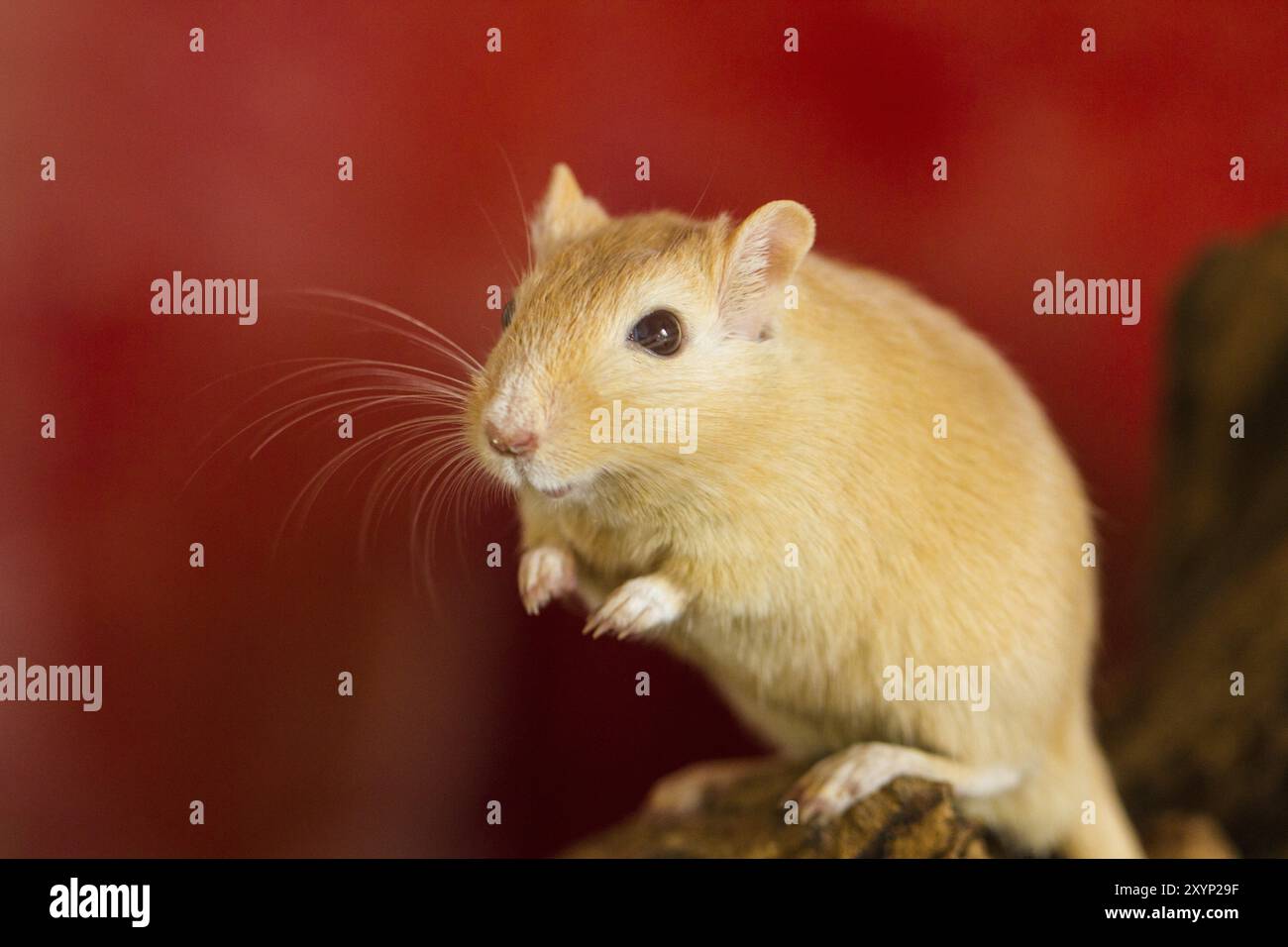 Mongolian gerbil (Meriones), gerbil as a pet Stock Photo - Alamy