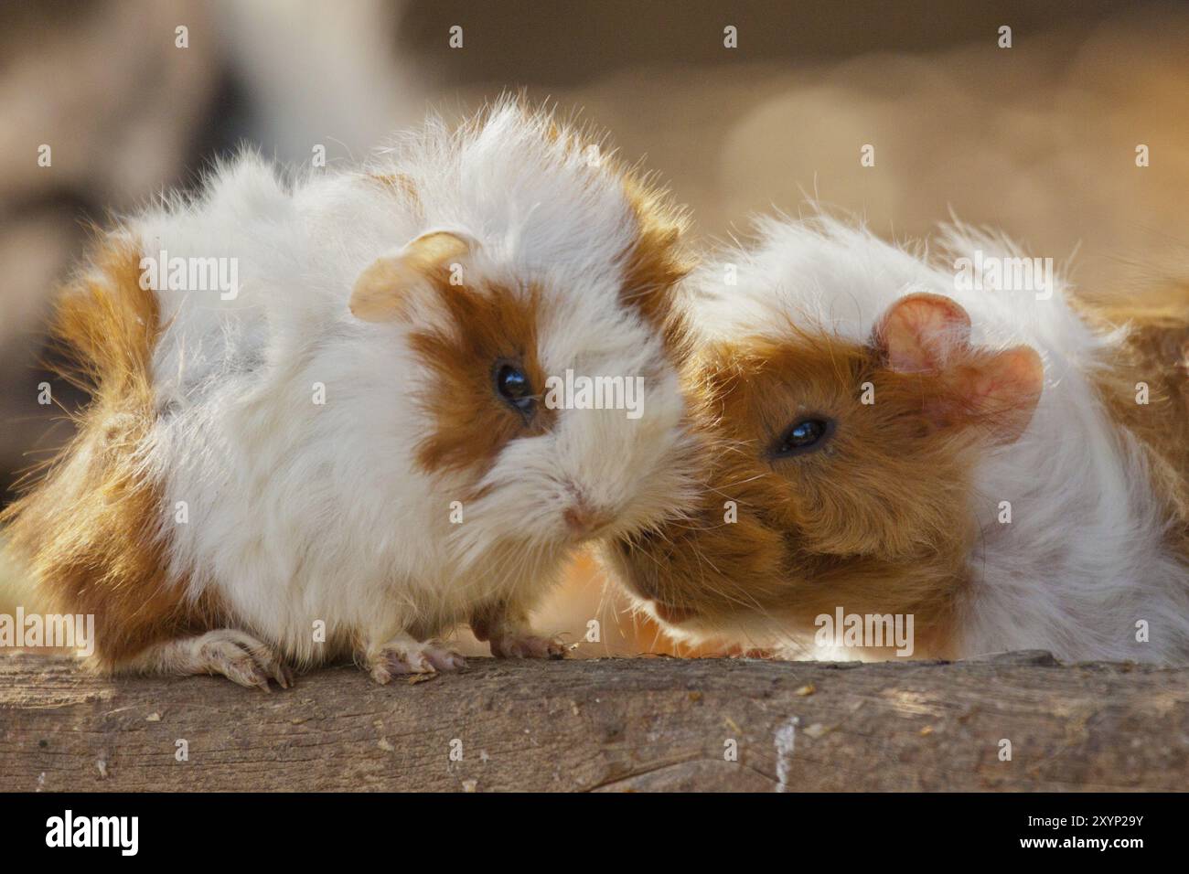 Domestic guinea pig (Cavia porcellus form. domestica), rosette guinea ...