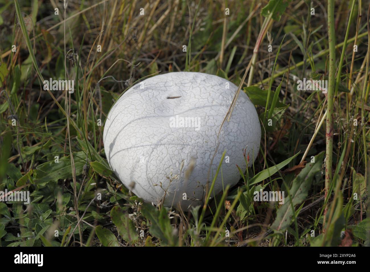 Bovist hi-res stock photography and images - Alamy